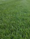 Bluegrass Fine Fescue Mix - Savage Farms, Inc