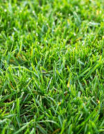 RTF GRASS - Savage Farms, Inc